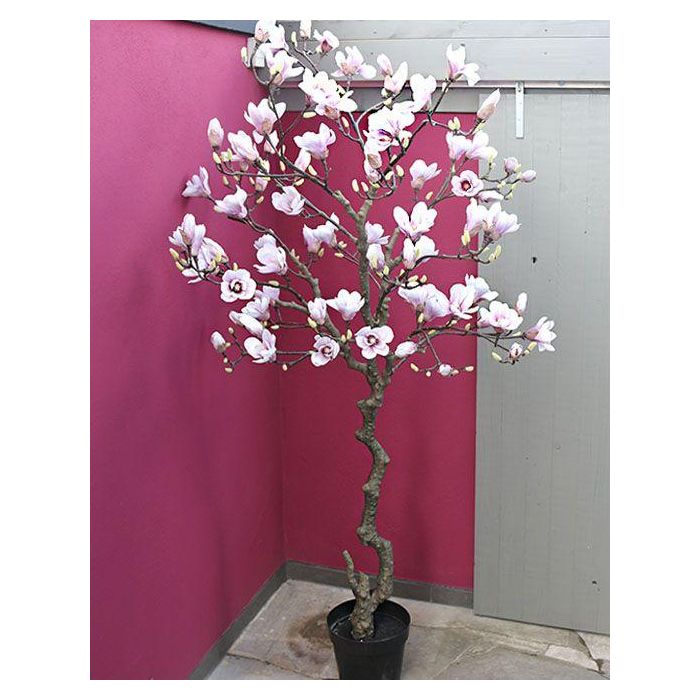 Decorative magnolia tree TIAGO, white-pink, 7ft/210cm