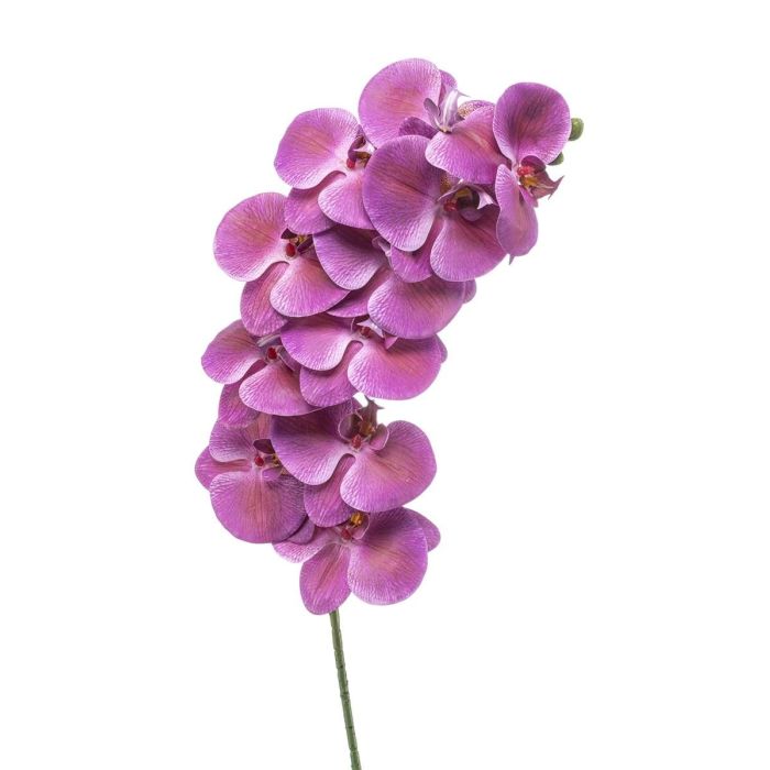 False branch Phalaenopsis orchid XURI, fuchsia, 3ft/100cm