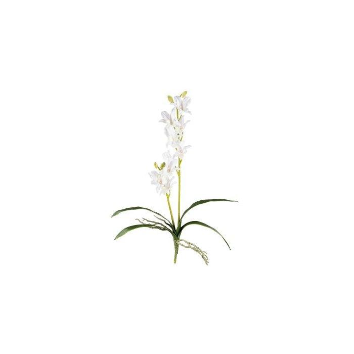 Decorative Dendrobium Sonia Orchid NELTI, spike, roots, white, 24"/60cm