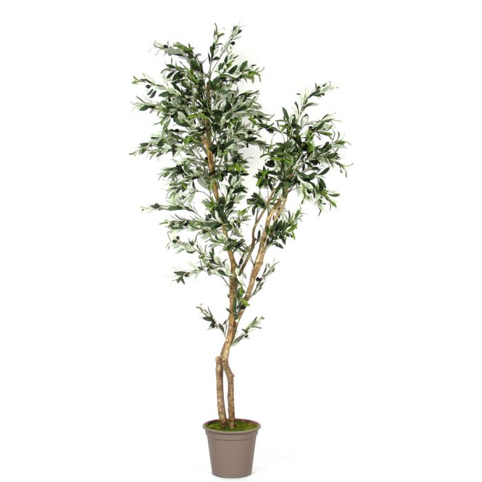 False olive tree RANIERO, real stems, with fruits, 6ft/180cm - Made in ...